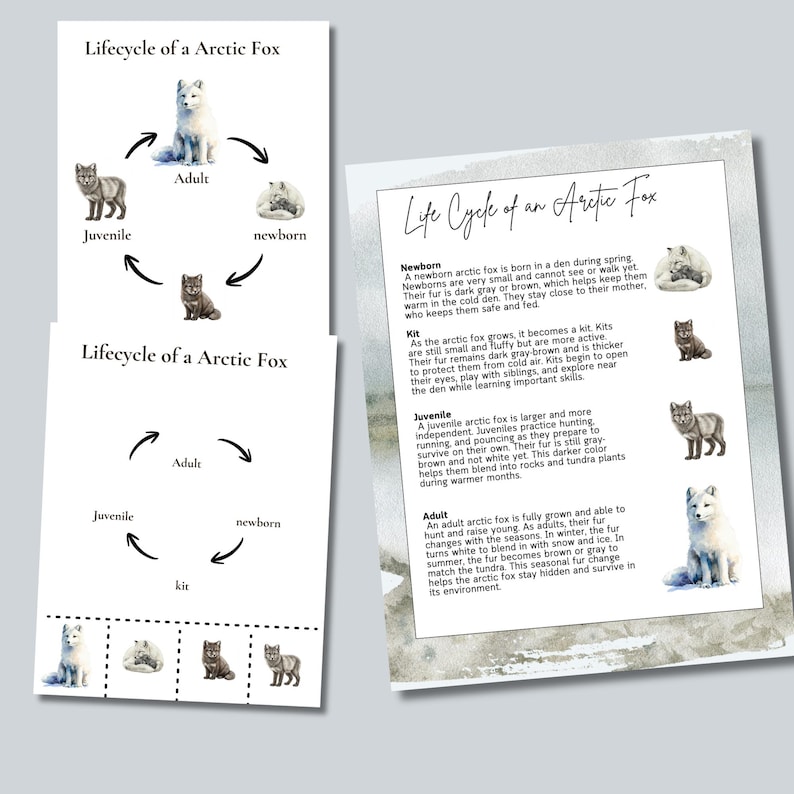 Arctic Fox Mini Unit Study | Arctic Animals Homeschool | Winter ...