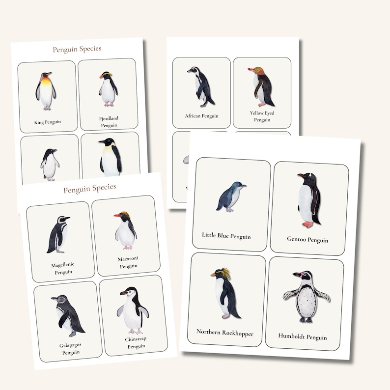 Penguin Poster and Flashcards Printable | Penguin Species Cards ...