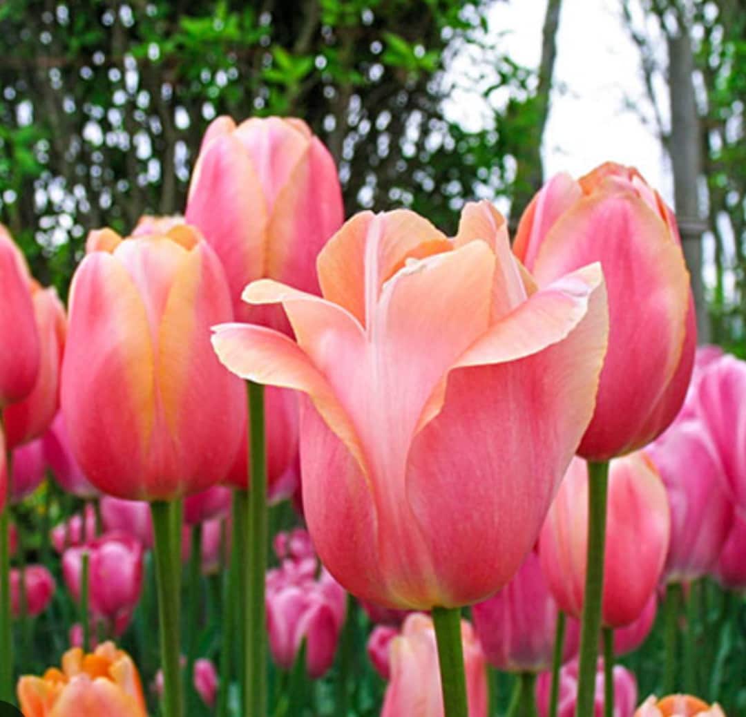 5 Bulbs Tulip Mayflowering Tulip Menton. - Etsy