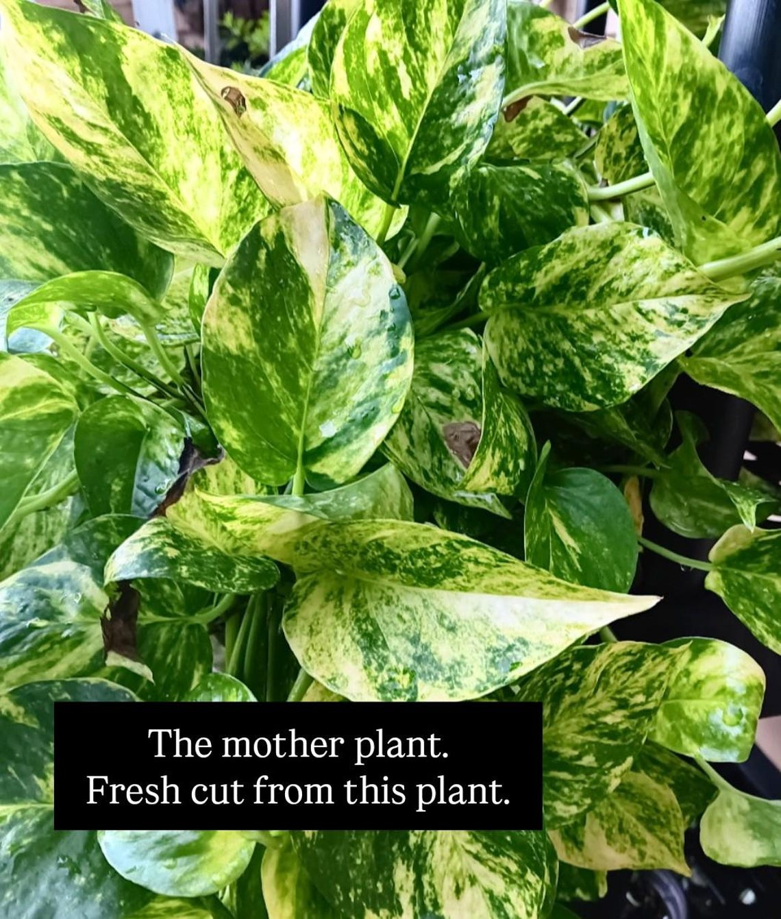 Fernando Fire Pothos Cutting. 3 Fresh Cuttings - Etsy
