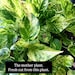 Fernando Fire Pothos Cutting. 3 Fresh Cuttings - Etsy