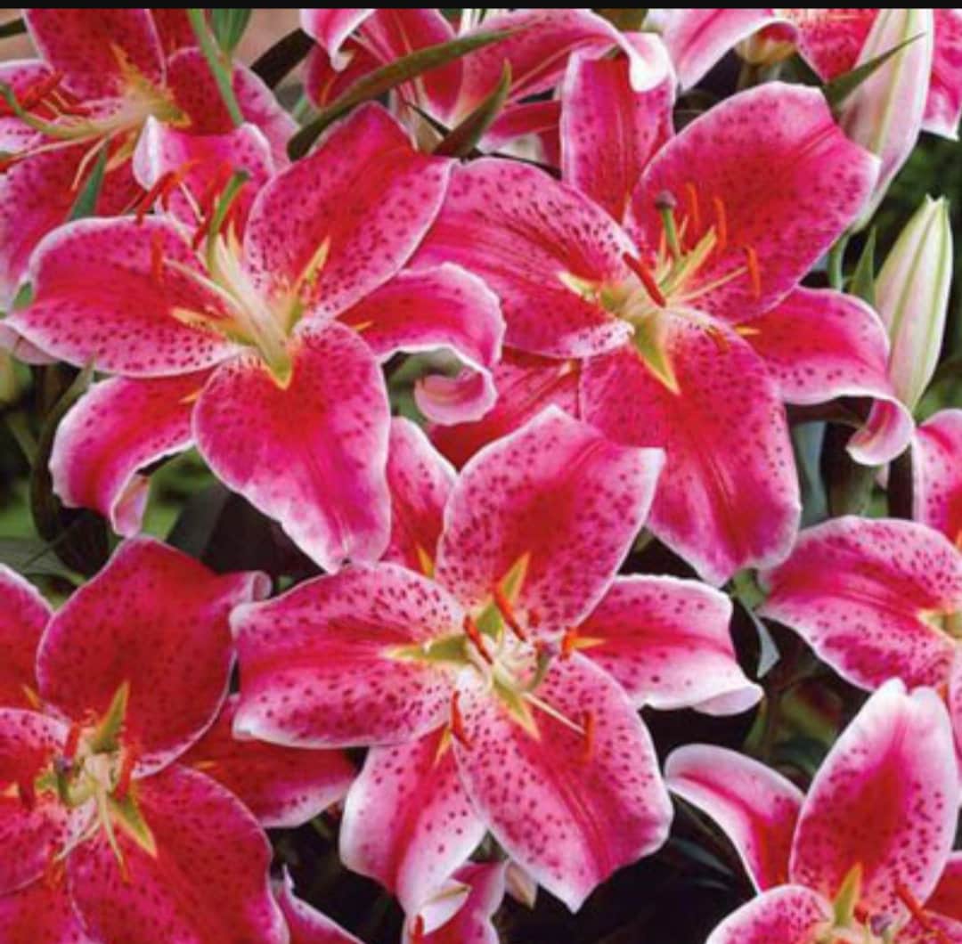 Oriental Lily Stargazer Bulb. Hardy Perennial. Spring Big Blooms - Etsy