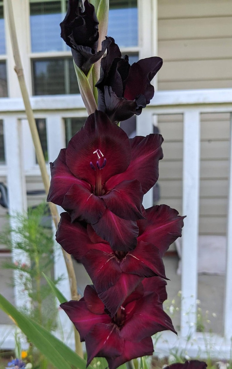 Gladiolus Black Star 5 Bulbs - Etsy