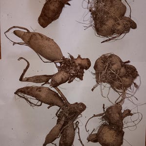 Dahlia Creme De Casis Pre-order Ships Spring! Decorative Dahlia 1 Tuber ...