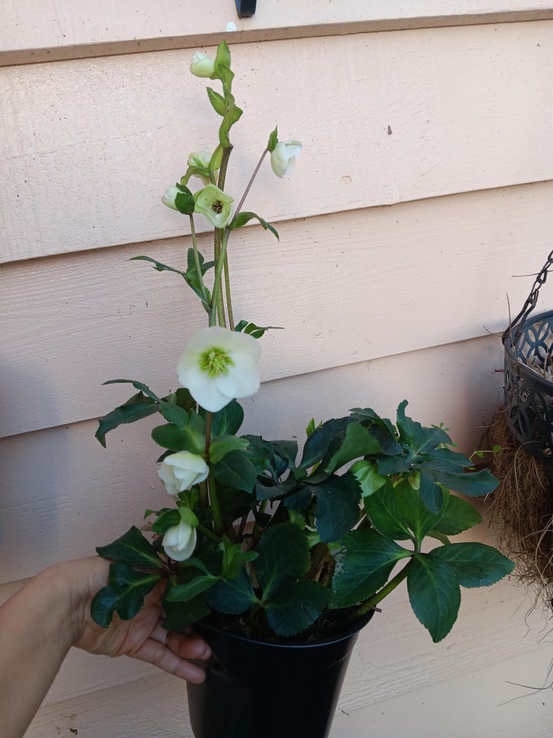 6" Pot Hellebores White Green Plant in Blooms. - Etsy