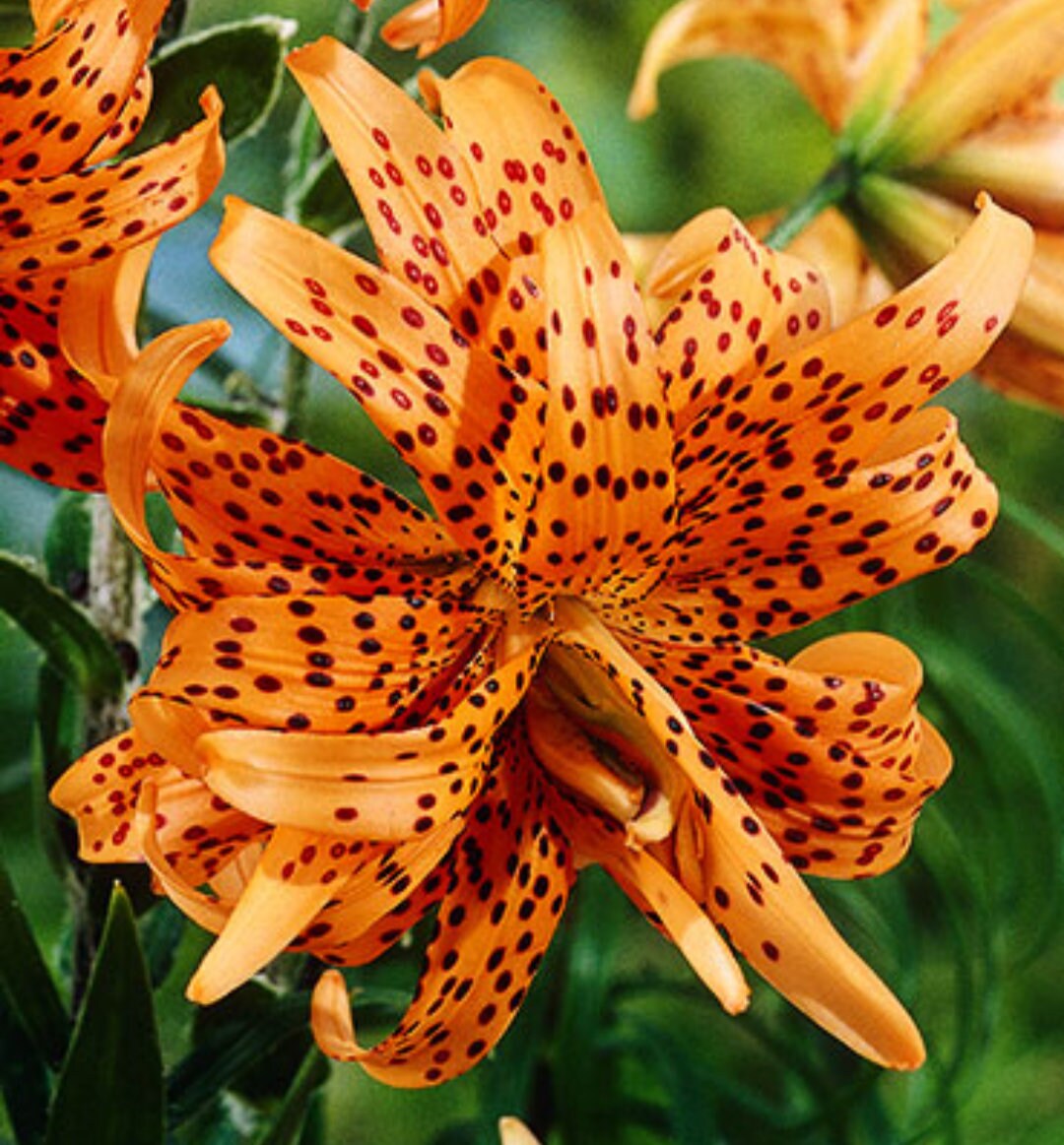 2 Bulbs Oriental Lily Double Tiger Orange - Etsy