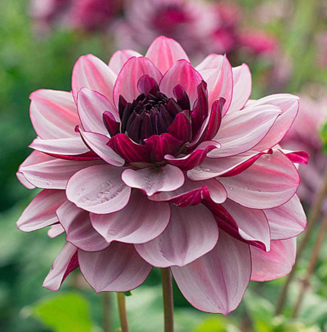 Dahlia Creme De Casis Pre-order Ships Spring! Decorative Dahlia 1 Tuber ...