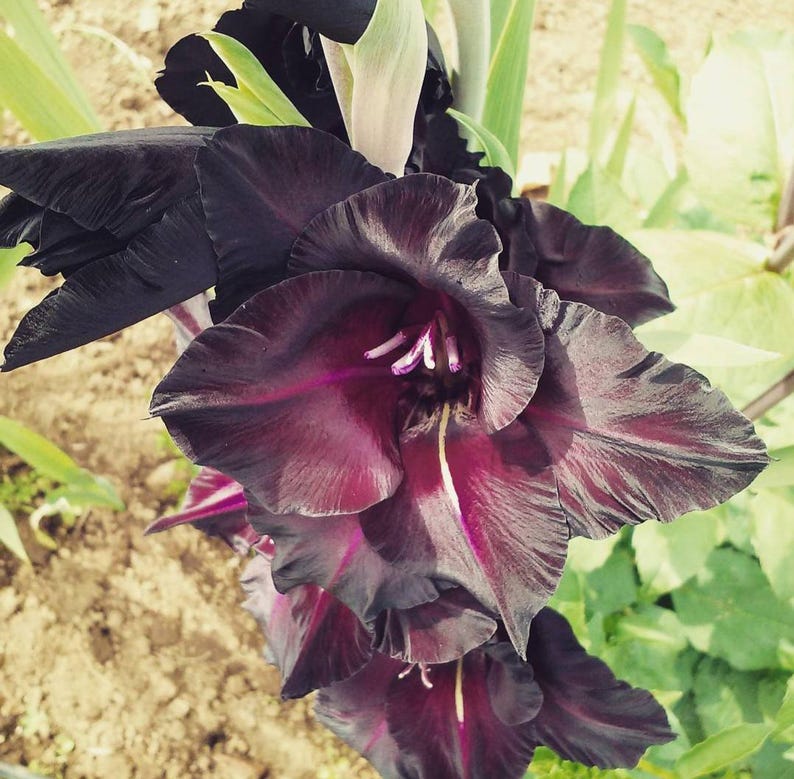 Gladiolus Black Star 5 Bulbs - Etsy