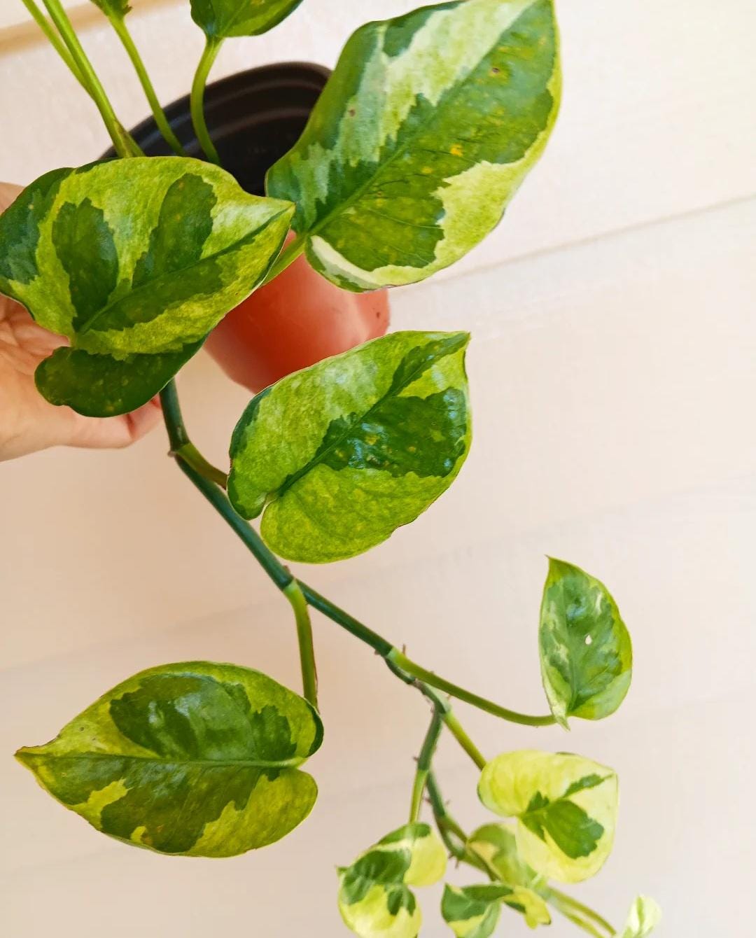 Lizard Queen Pothos. Exact Plant. - Etsy