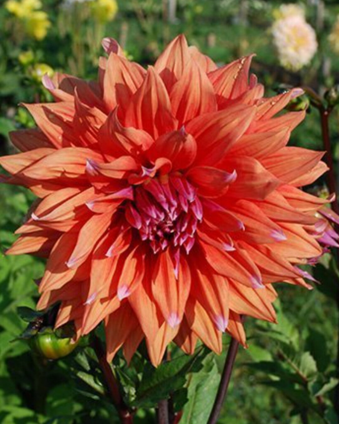 Dahlia Color Spectacle Pre-order Ships Spring 2024 Decorative Dahlia 1 ...