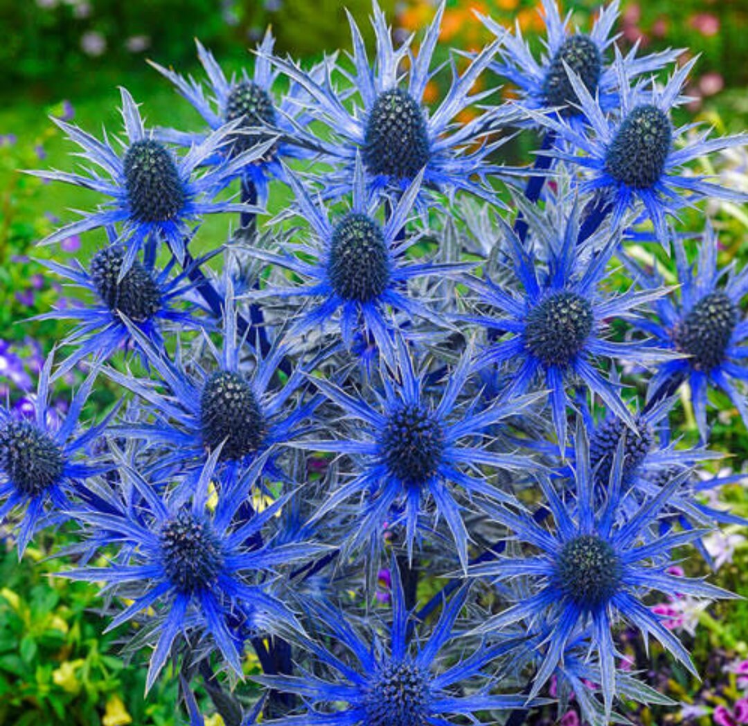 Blue Sea Holly Eryngium 1 Root. - Etsy