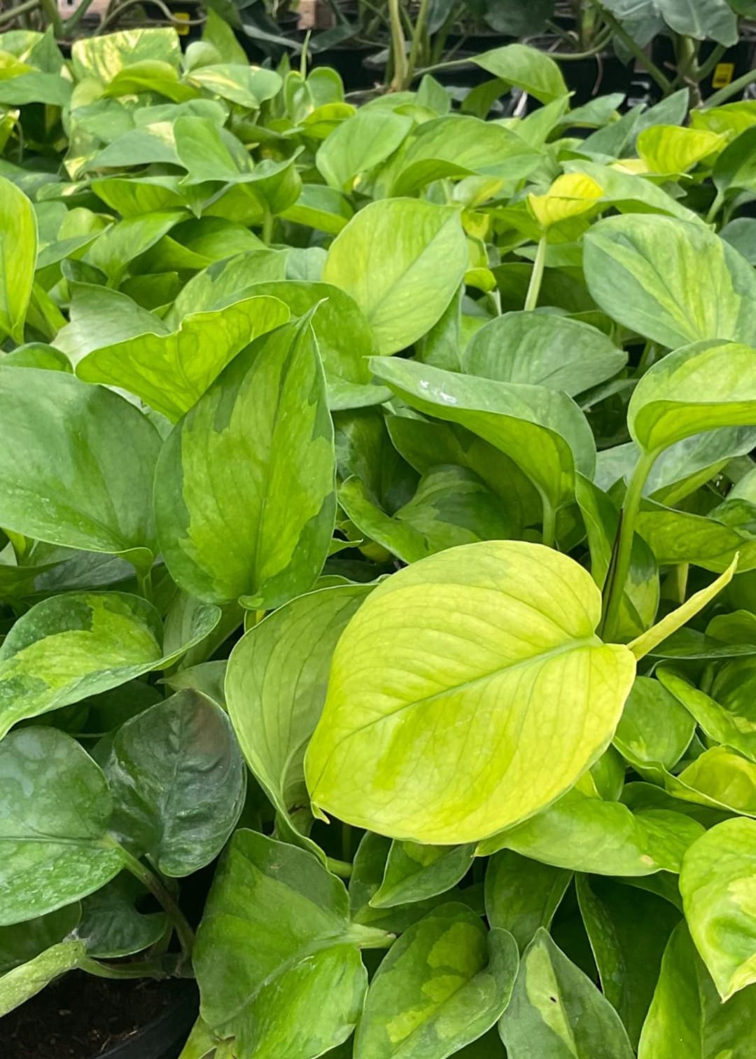 Lemon Top Pothos Cutting. 3 Fresh Cuttings - Etsy