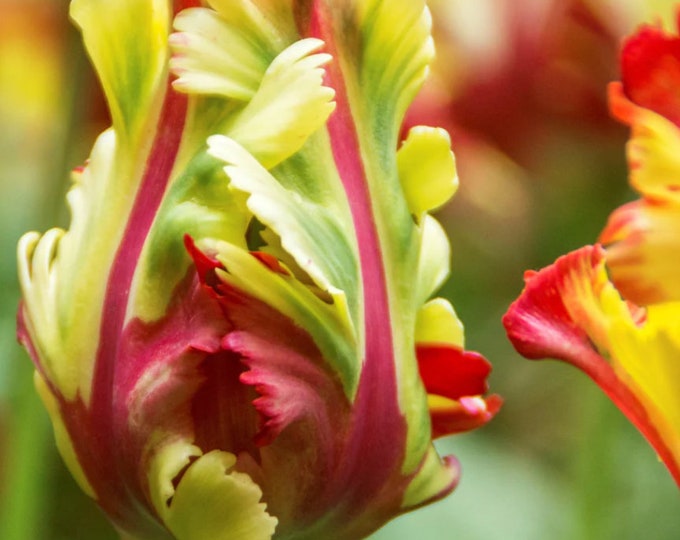 10 Bulbs Tulip Texas Flame Parrot. - Etsy