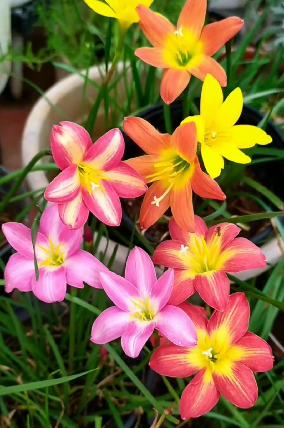 5 Bulbs Rain Lily Mix Pink Yellow White Orange. Perennial. - Etsy