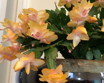 Christmas Cactus thor Sophia 1 Rooted Plant Schlumbergera Yellow Flower Thanksgiving Cactus - Etsy