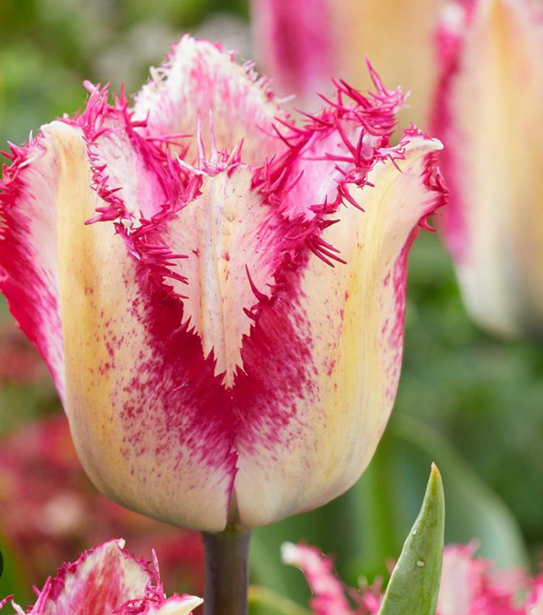 5 Bulbs Yasmine Fringed Tulip. Ship in Mid/late Oct - Etsy