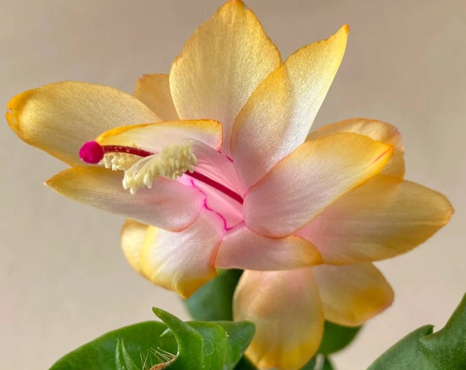 Starter Plant Thanksgiving/ Holiday Cactus "limelight Dancer" in a 3 ...