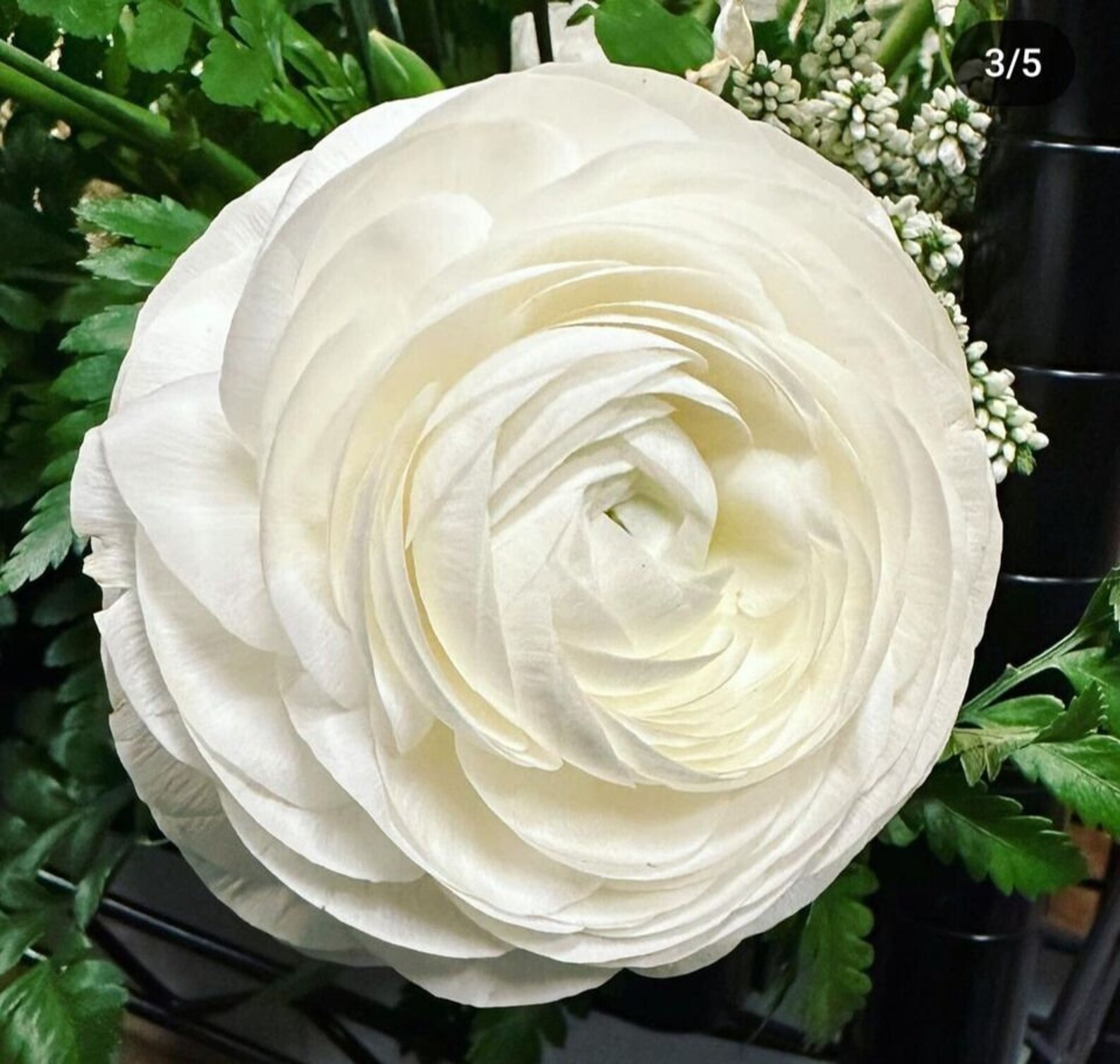 10 Bulbs Italian Ranunculus Elegance Bianco Pure White Double Big ...