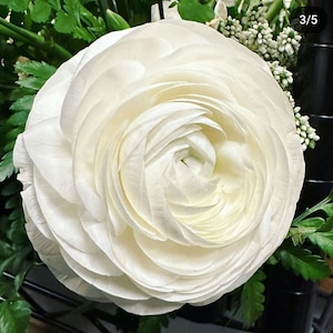10 Bulbs Italian Ranunculus Elegance Bianco Pure White Double Big ...