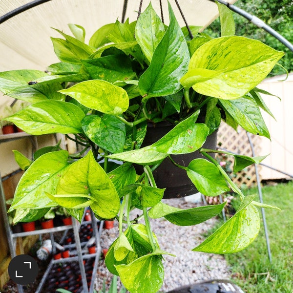 Jessenia Pothos - Etsy