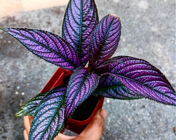 Purple Persian Shield Plant. - Etsy
