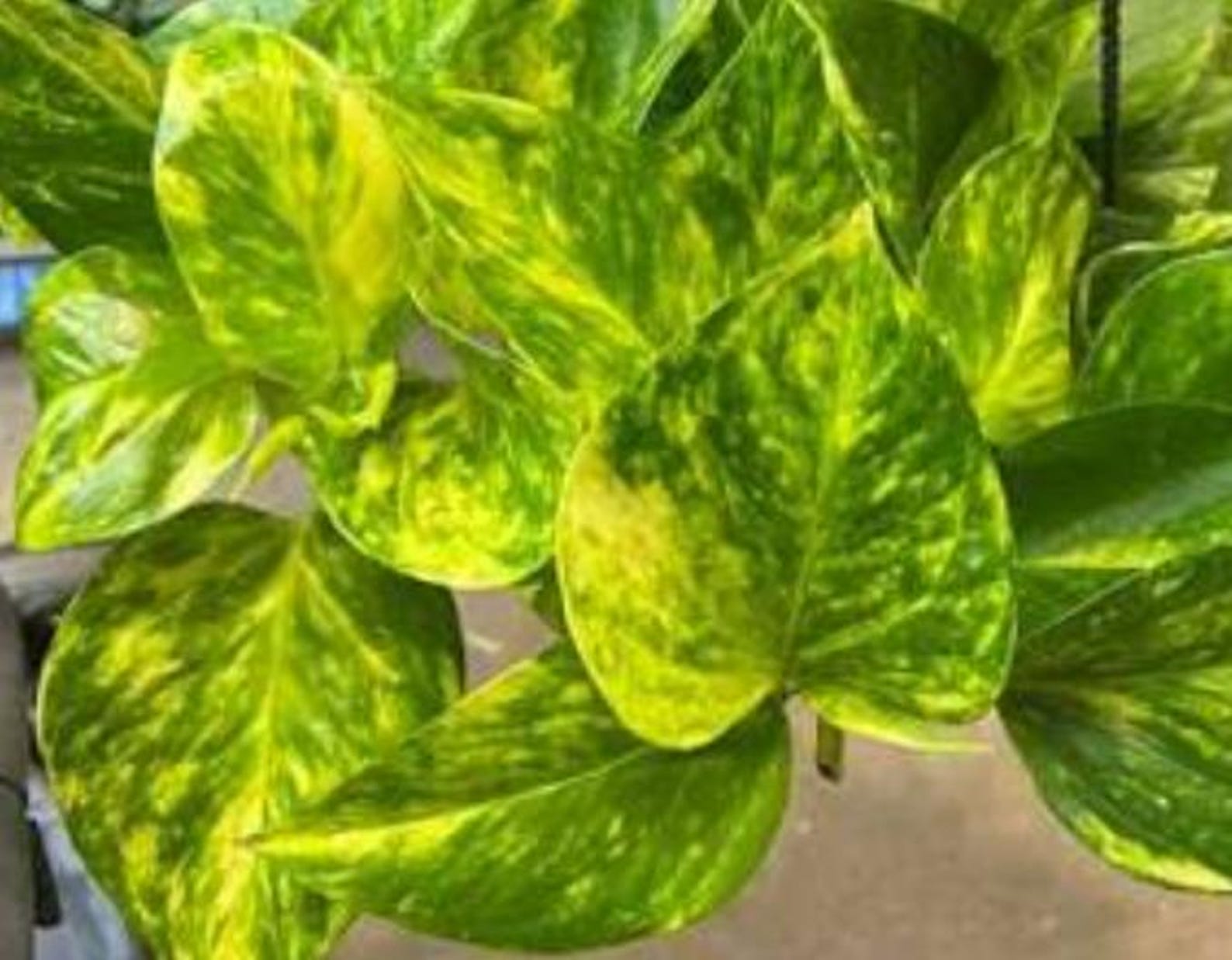 Fernando Fire Pothos Cutting. 3 Fresh Cuttings - Etsy
