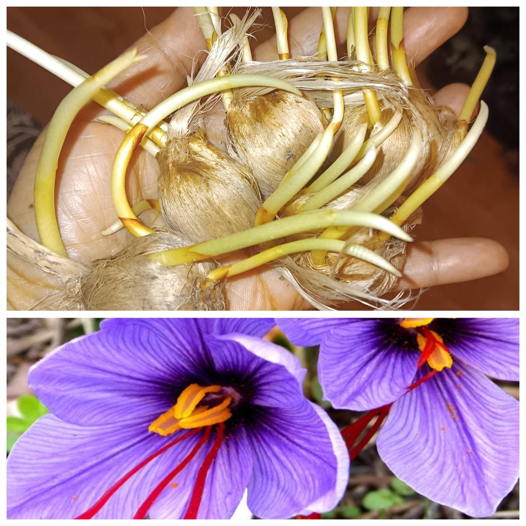 15 Large Saffron Crocus Sativus Sprouting Bulbs Size 8-9CM - Etsy
