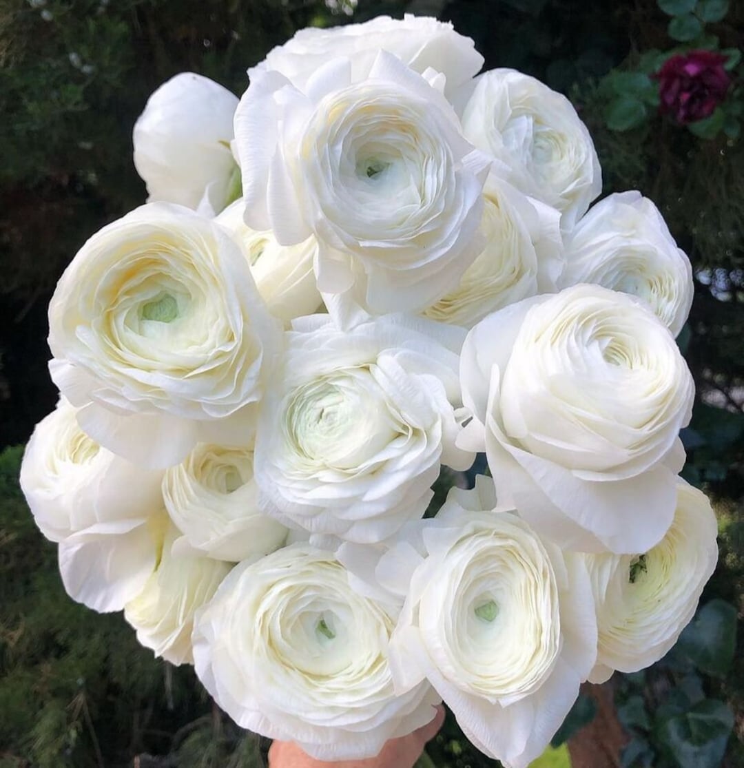 10 Bulbs Italian Ranunculus Elegance Bianco Pure White Double Big ...