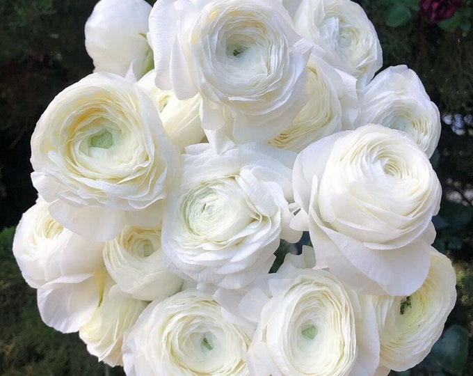 10 Bulbs Italian Ranunculus Elegance Bianco Pure White Double Big ...
