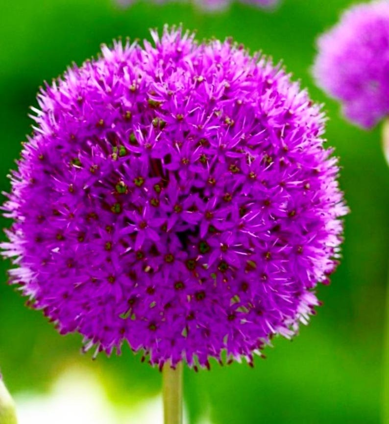 5 Bulbs Allium Purple Sensation. - Etsy