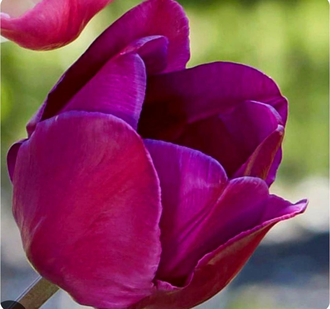 5 Bulbs Tulip Atilla Graffiti Ship in Mid/late Oct - Etsy