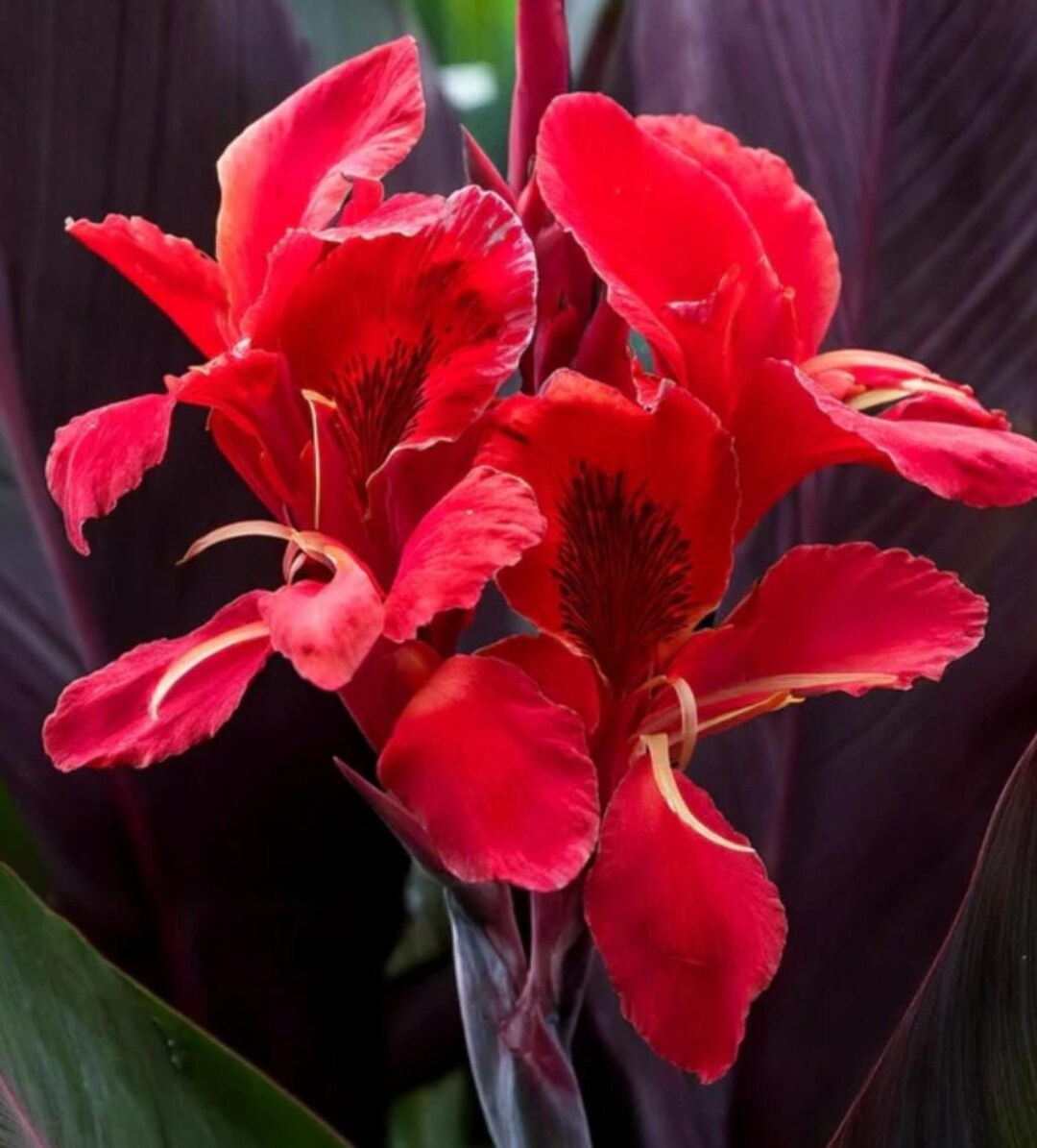 3 Canna Lily "red Velvet" Bulbs/ Rhizome - Etsy