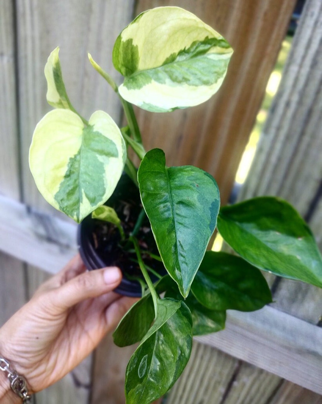 Lizard Queen Pothos. Exact Plant. - Etsy