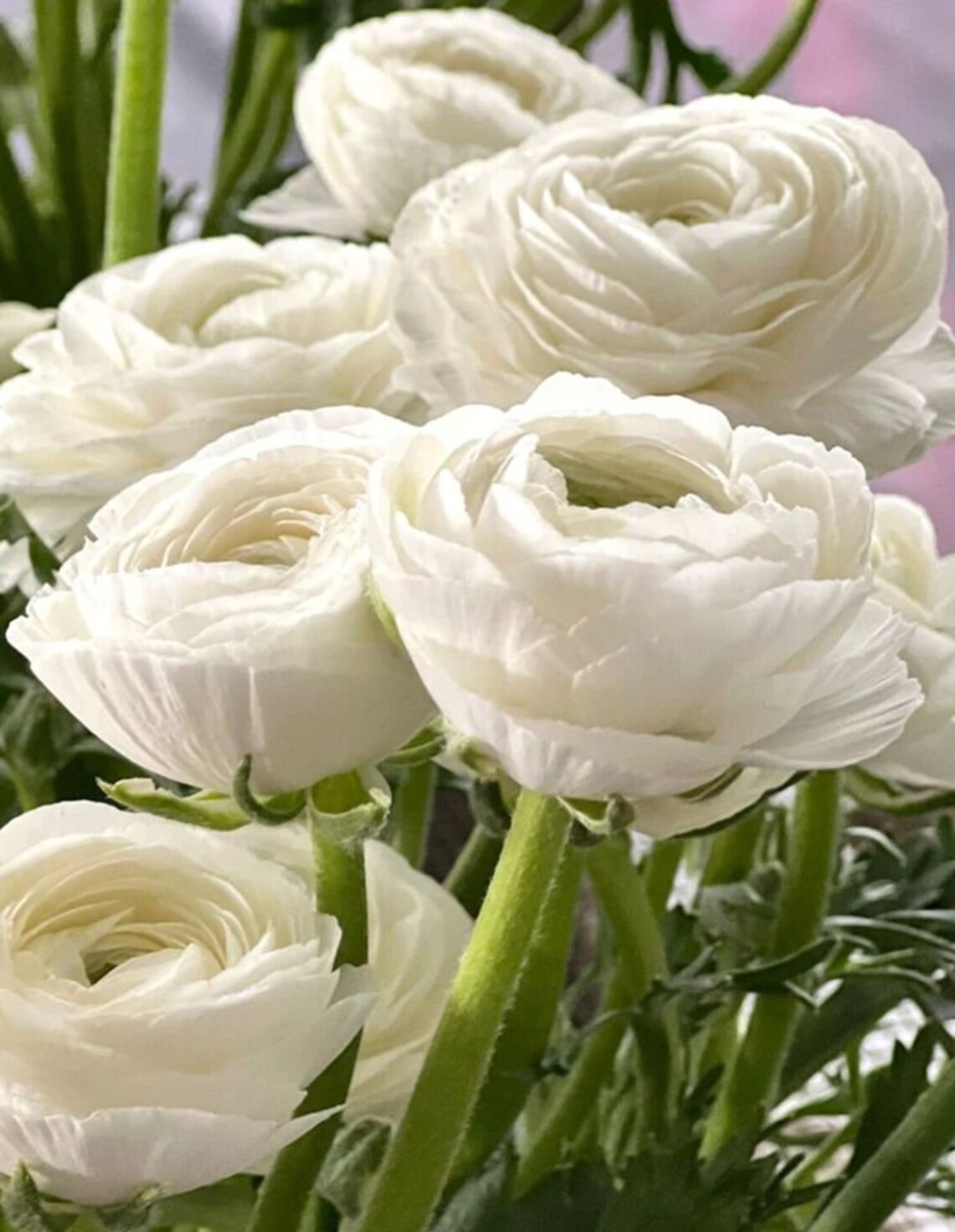 10 Bulbs Italian Ranunculus Elegance Bianco Pure White Double Big ...