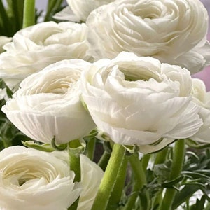 10 Bulbs Italian Ranunculus Elegance Bianco Pure White Double Big ...