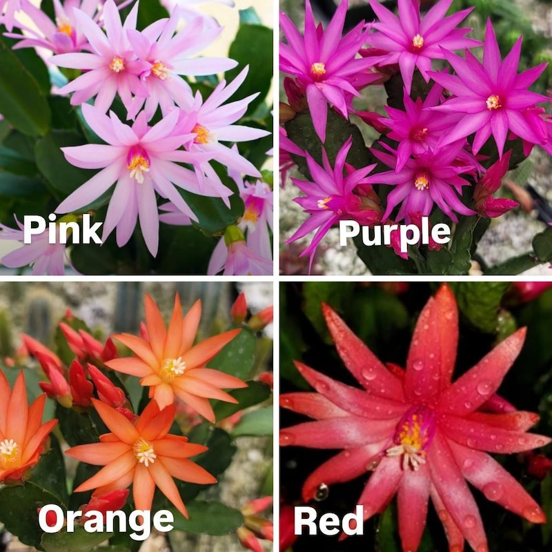 Easter Cactus Variety - Etsy