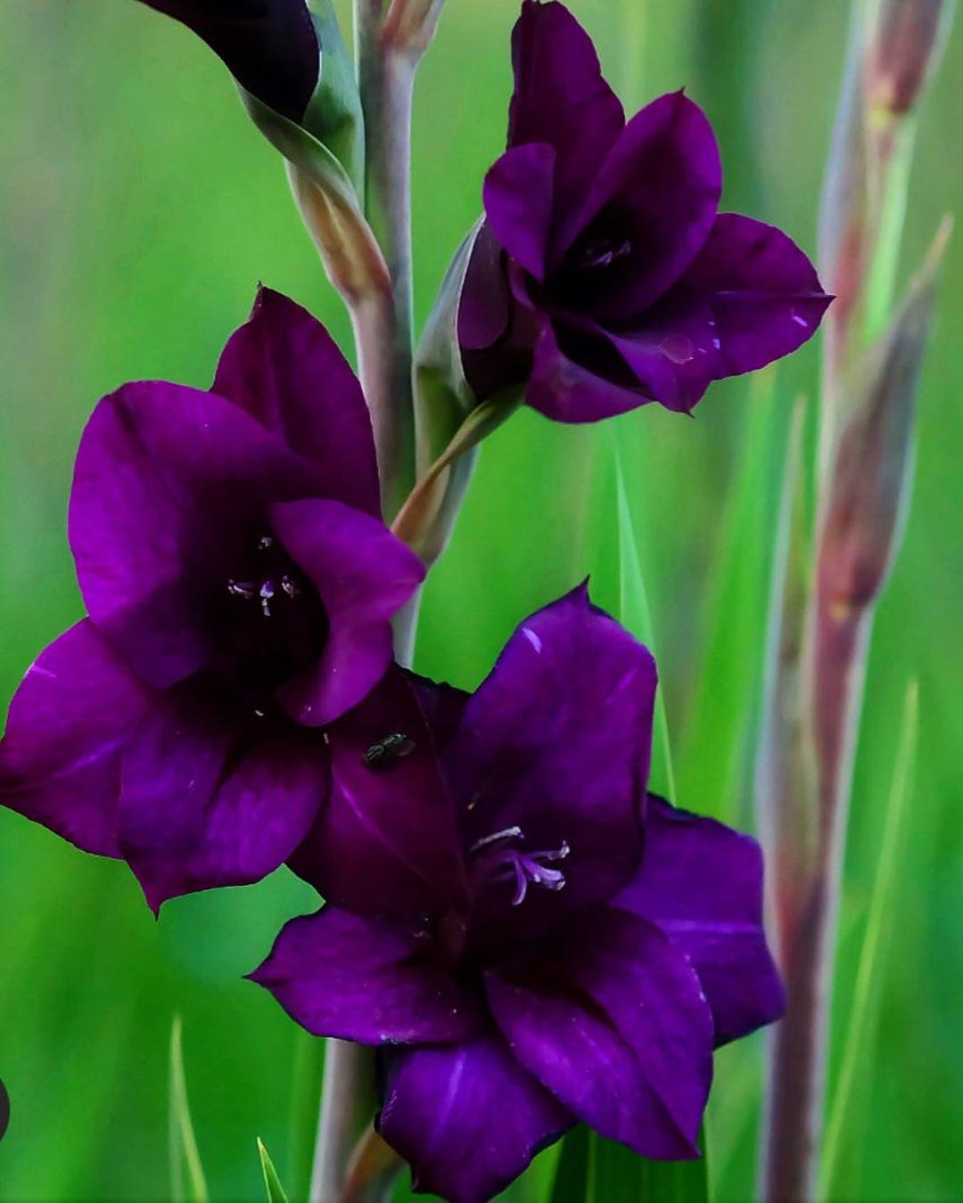 Deep Dark Purple Gladiolus 5 Bulbs - Etsy