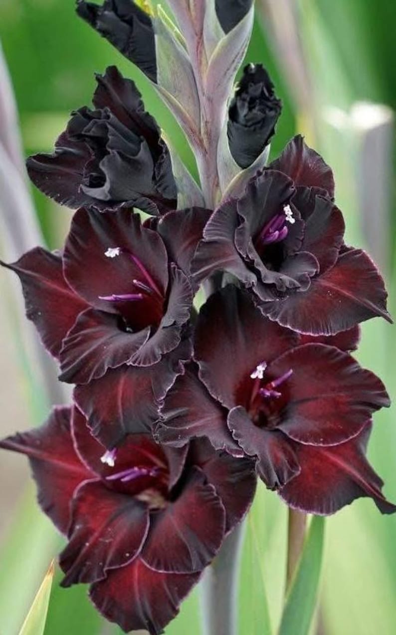 Gladiolus Black Star 5 Bulbs - Etsy