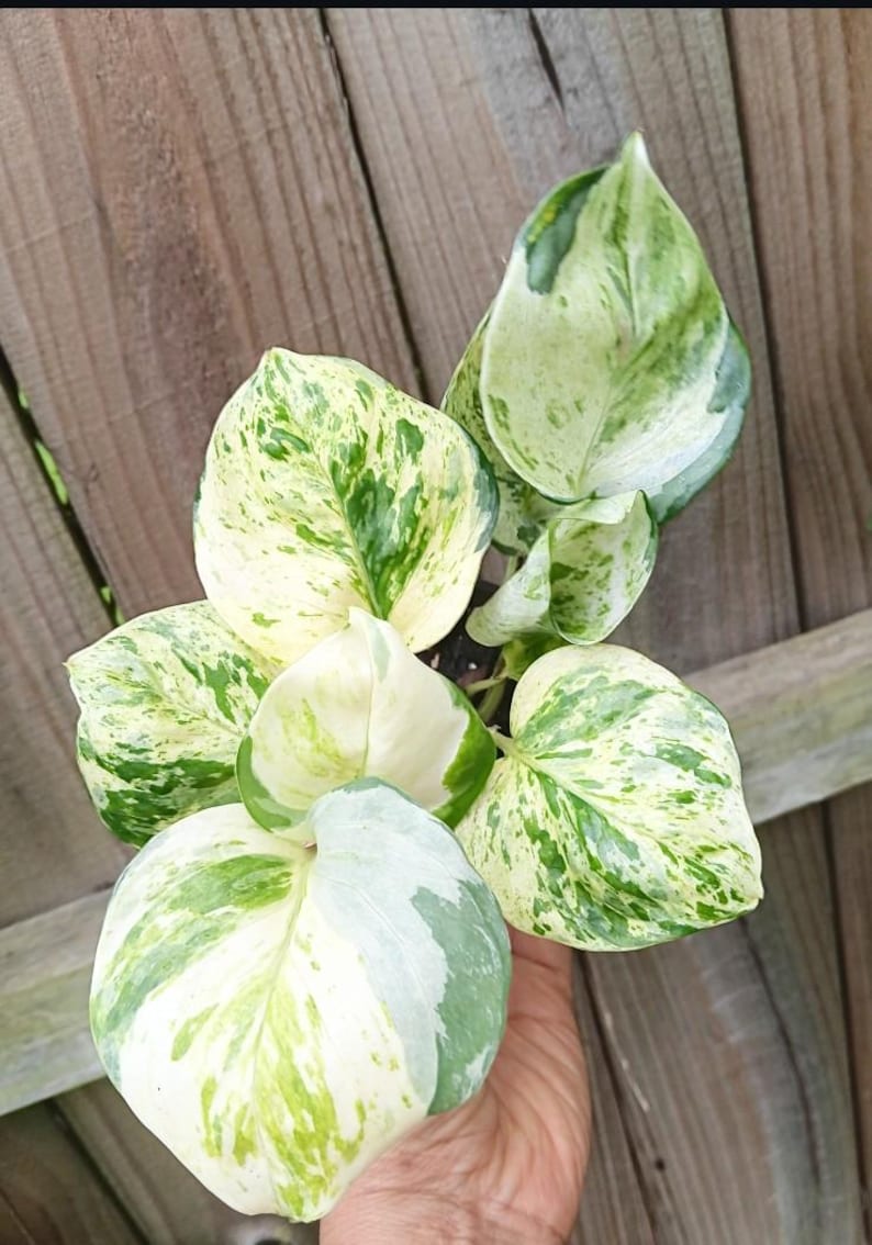 Manjula Pothos Exact Plant in 3.5" Pot - Etsy