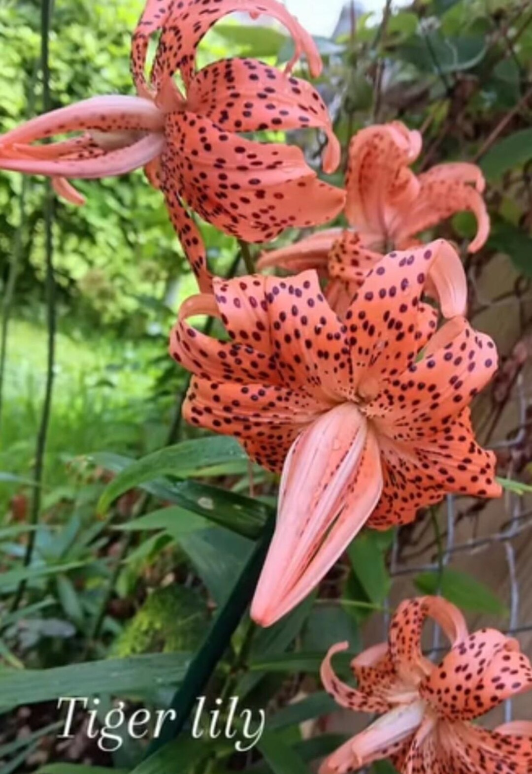 3 Bulbs Oriental Lily Double Tiger Orange - Etsy
