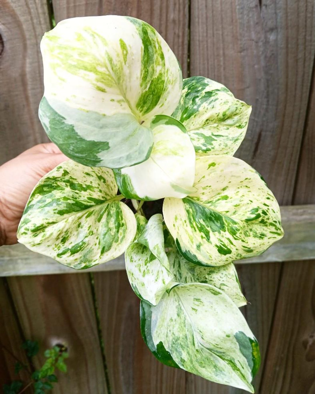 Manjula Pothos Exact Plant in 3.5" Pot - Etsy
