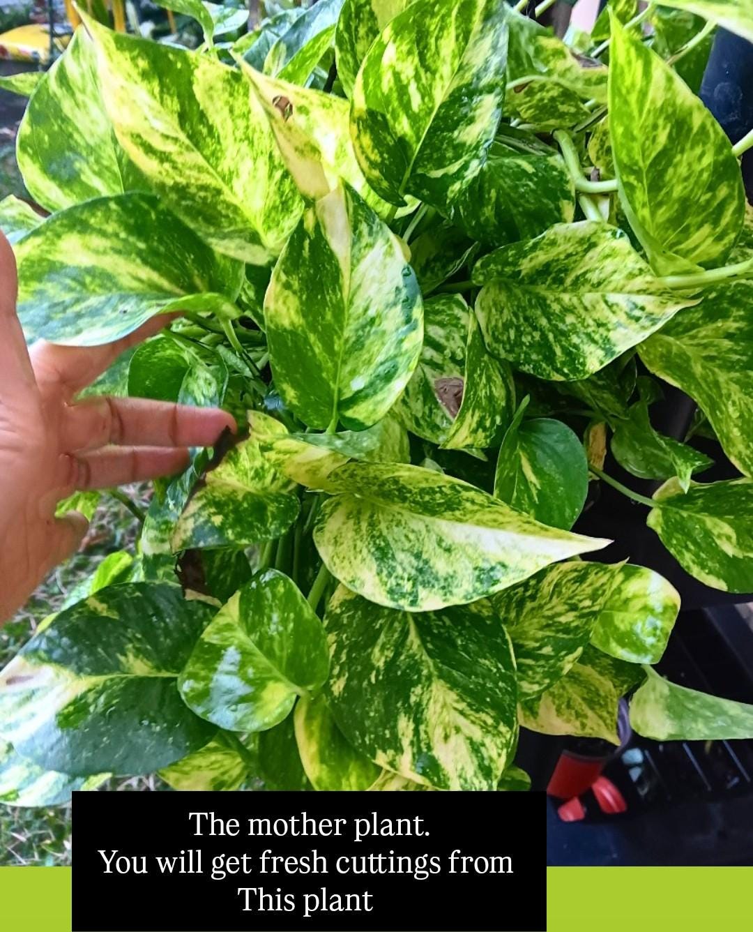 Fernando Fire Pothos Cutting. 3 Fresh Cuttings - Etsy