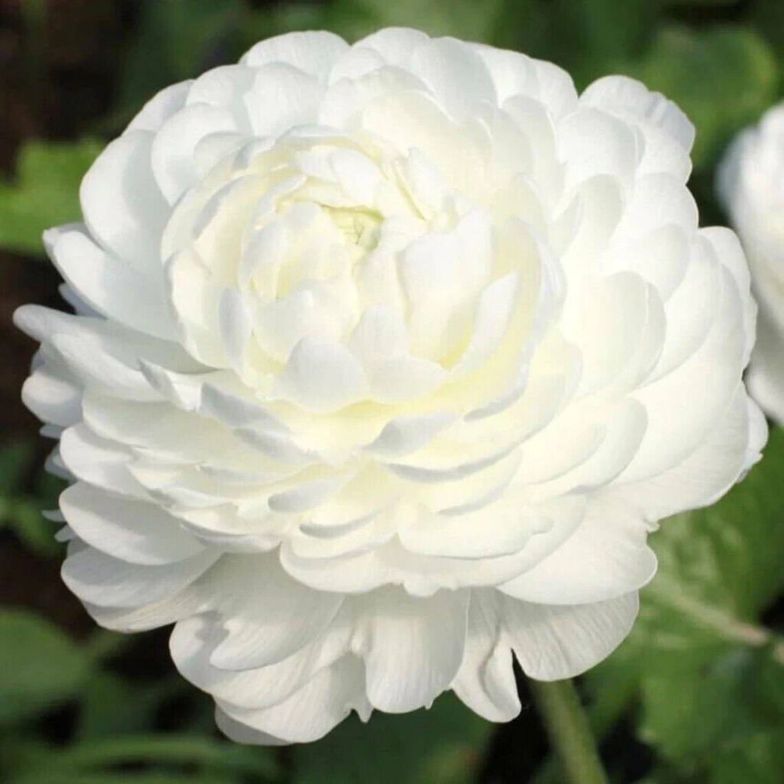 10 Bulbs Italian Ranunculus Elegance Bianco Pure White Double Big ...