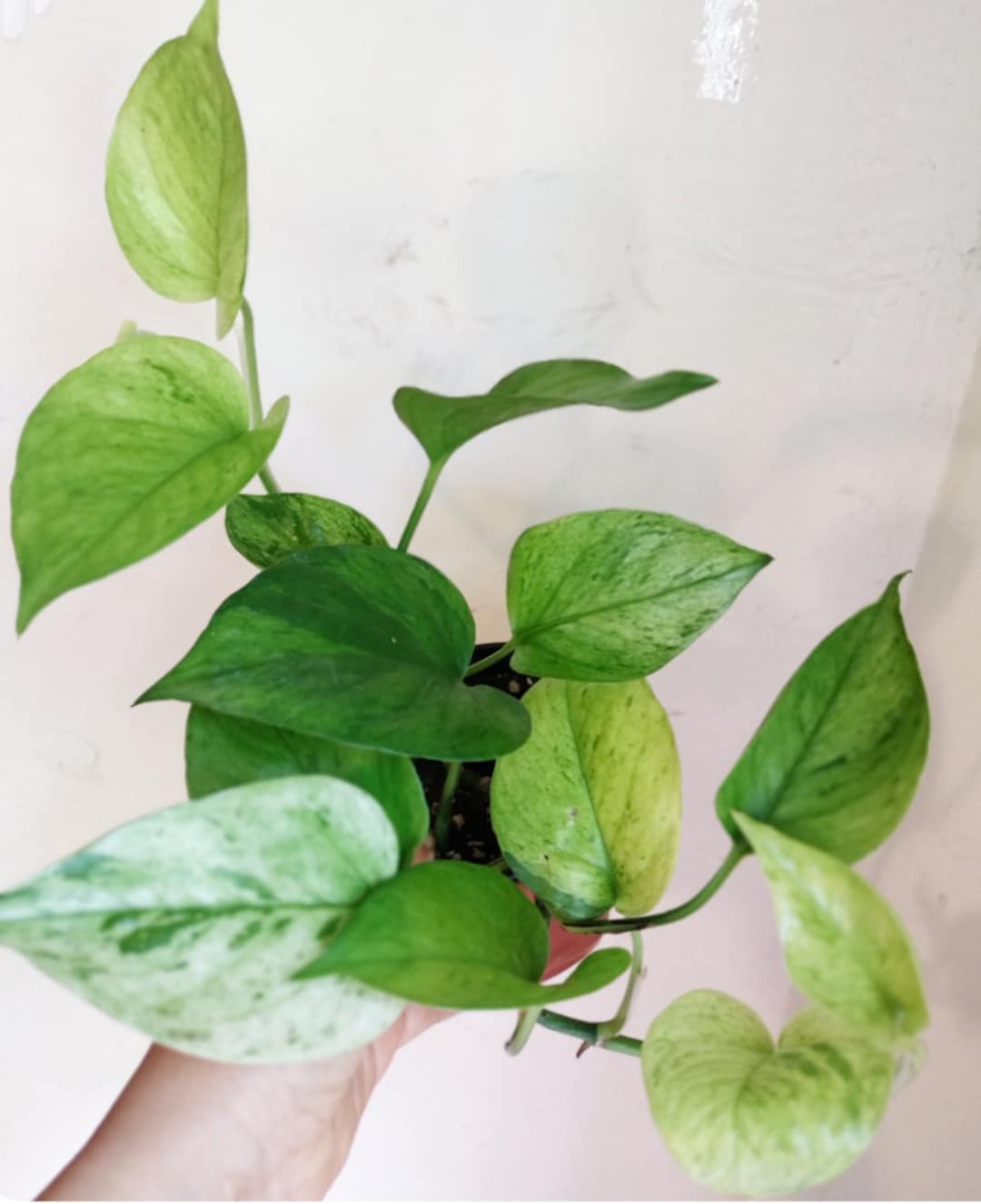 Epipremnum Aereum Jessenia Exact Plant Nice Color/ Nice Variegation - Etsy