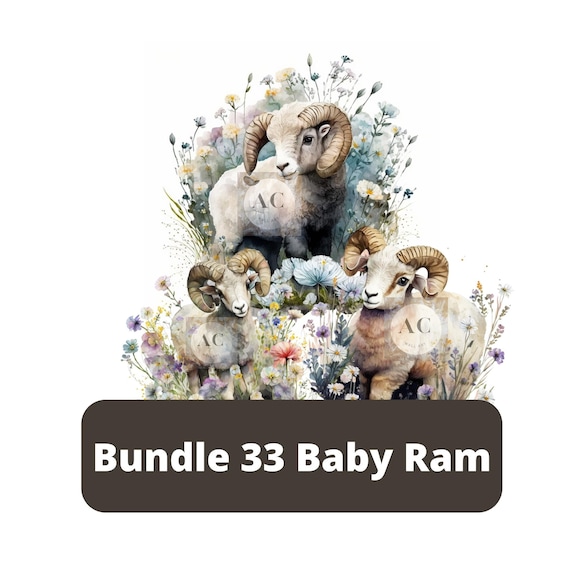 Baby Ram Animal