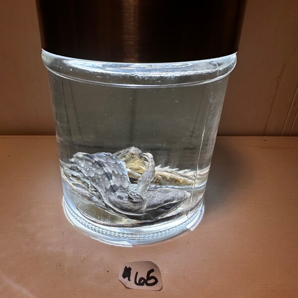 Wet Specimens - Etsy