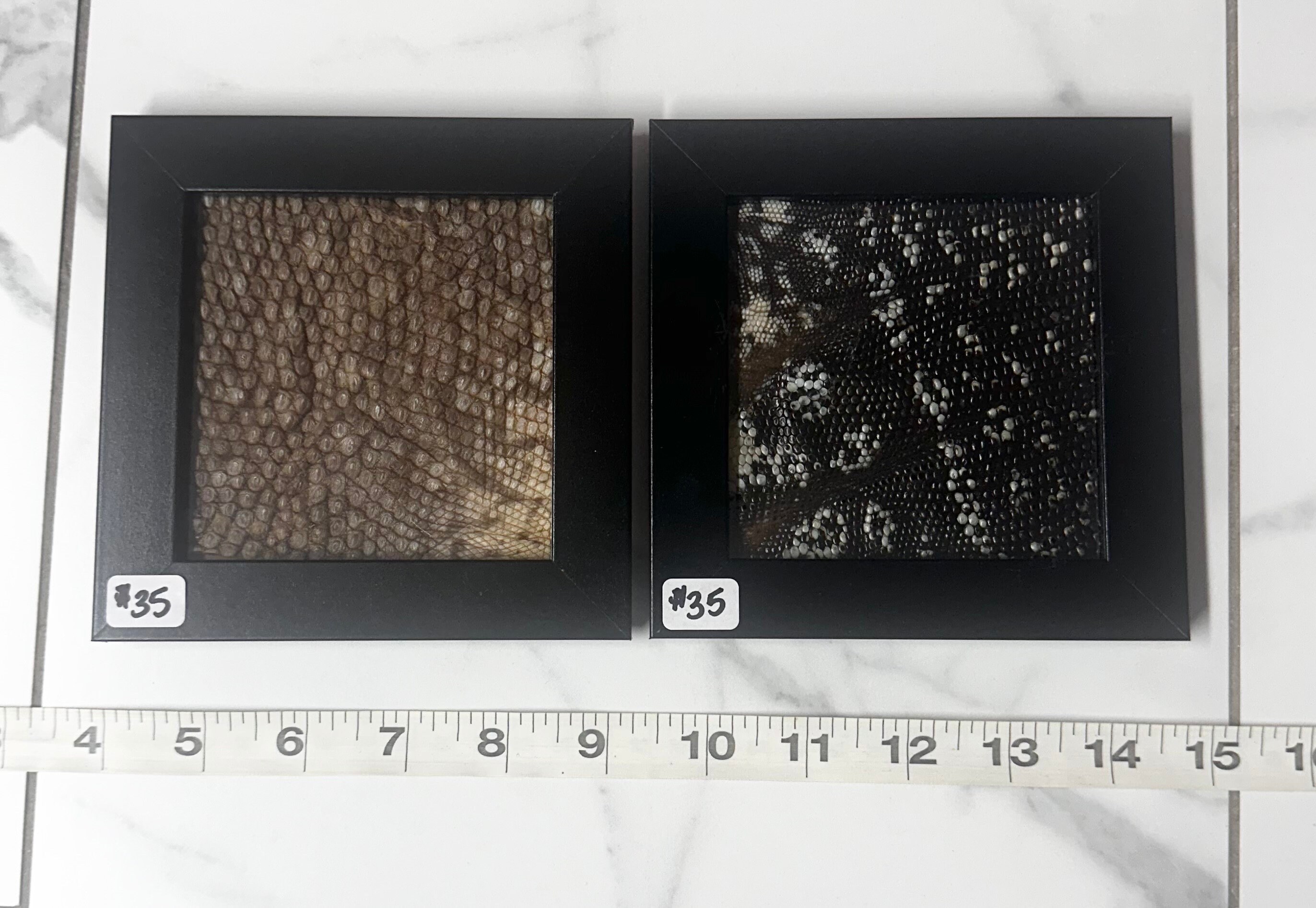 Savanna Monitor/ Tegu Hide in 5x5 Frame - Etsy