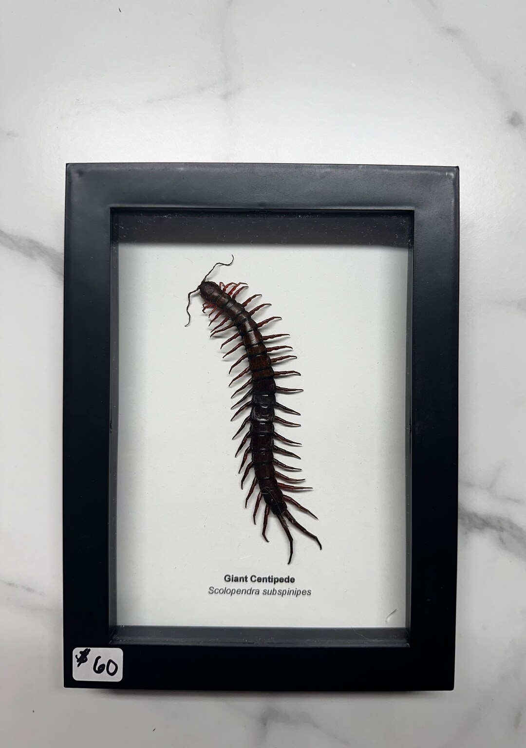 Giant Centipede 5x7 Frame - Etsy
