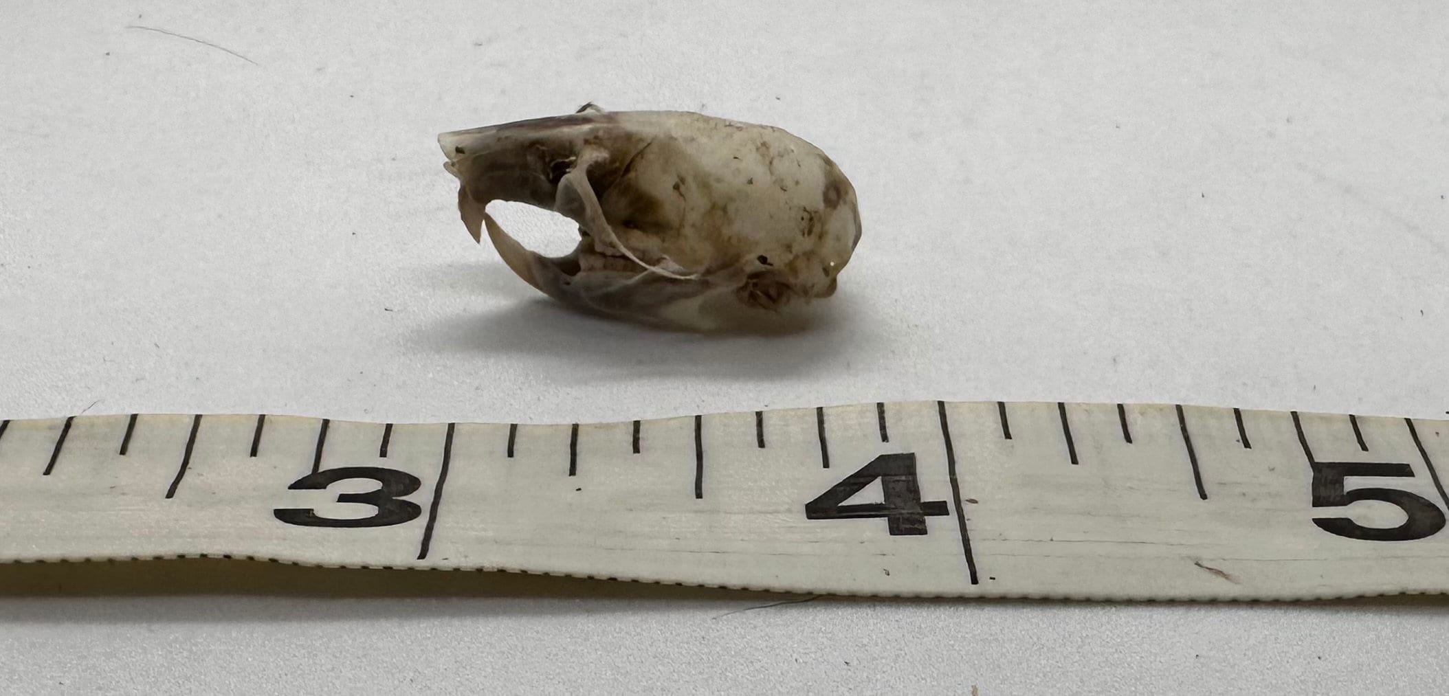 Field Mouse Skull