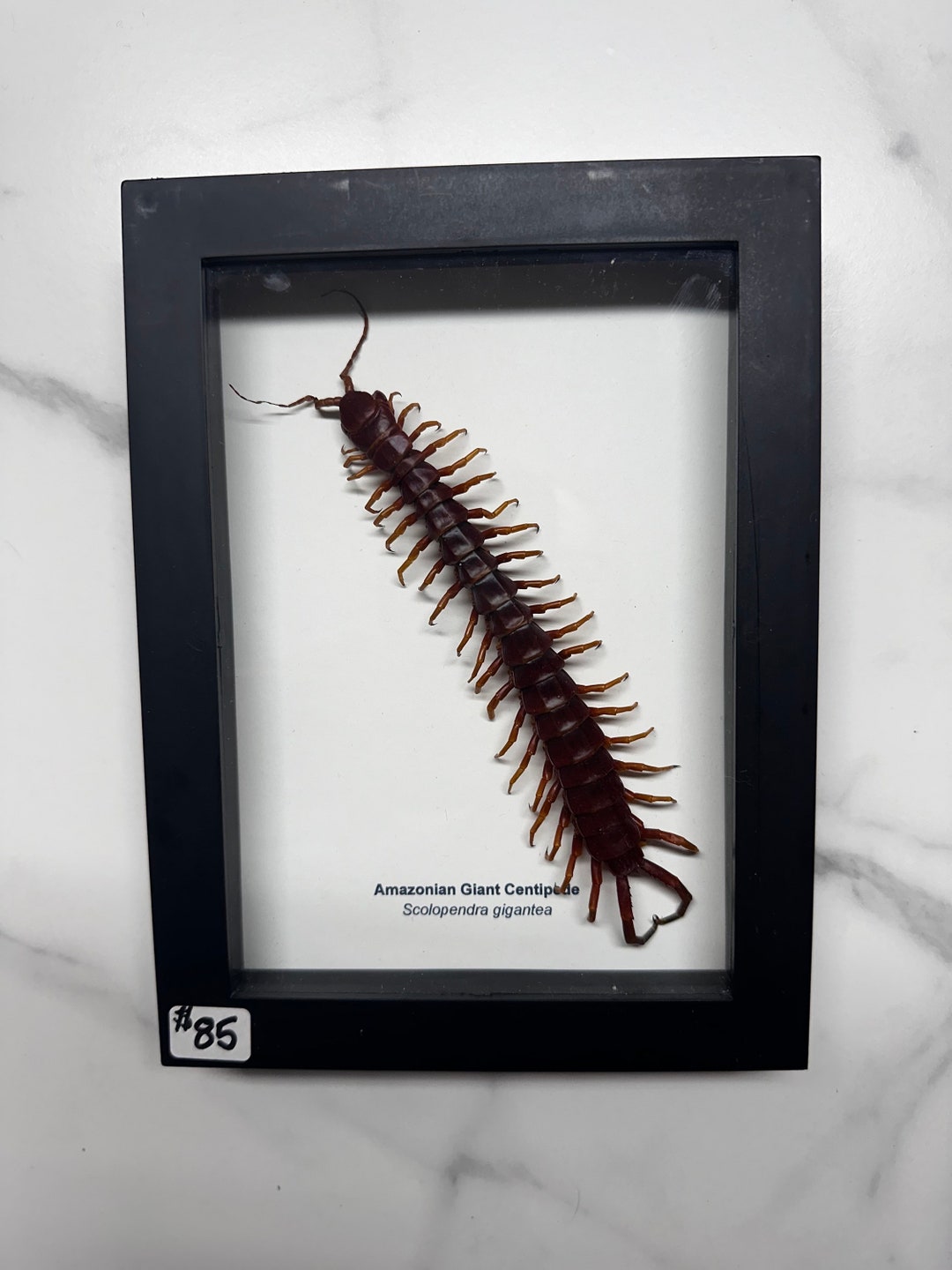 Amazonian Giant Centipede 5x7 Frame - Etsy